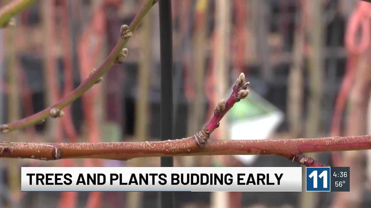 What the record warm beginning to winter means for tree buds in ...