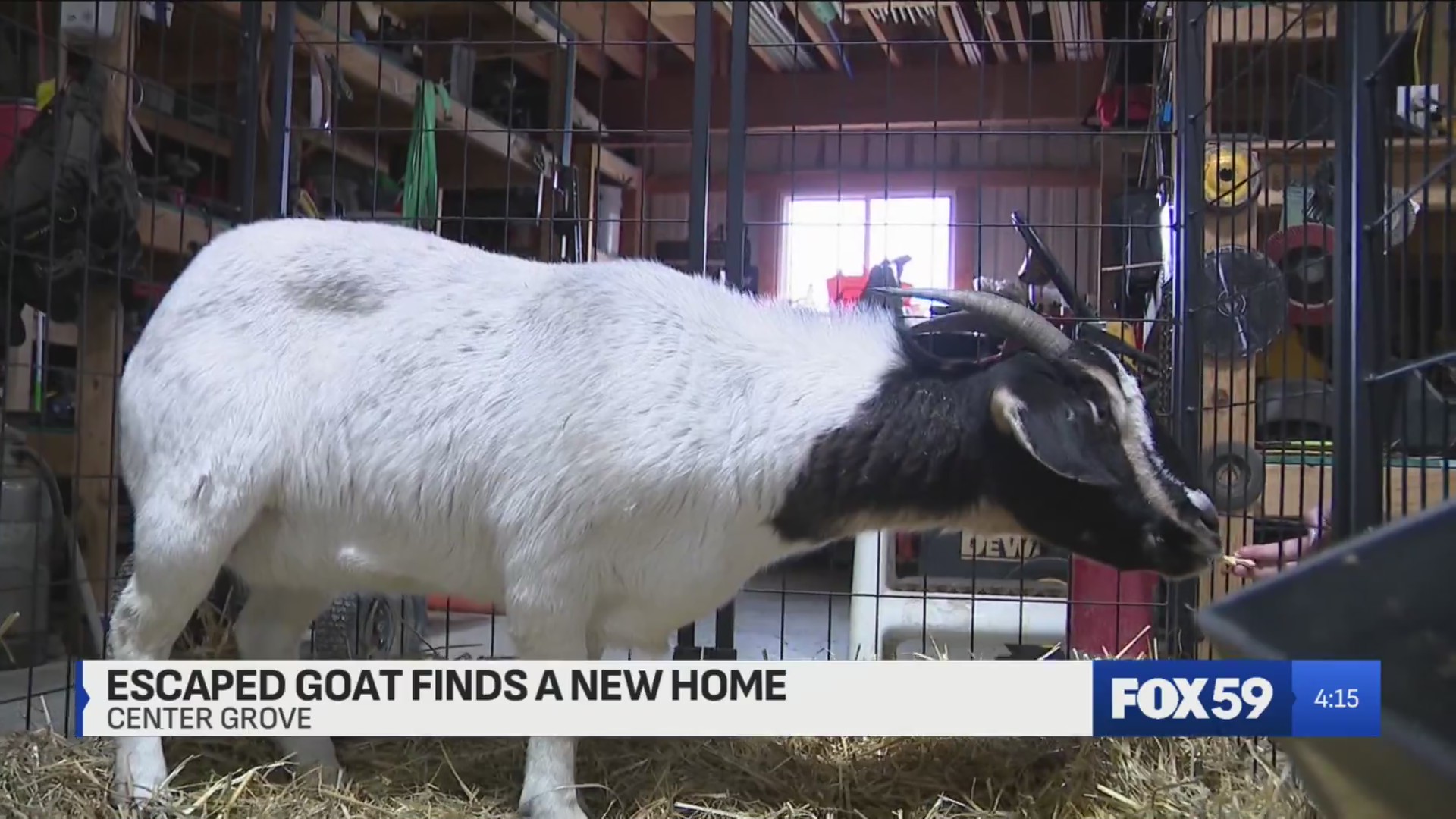 Elusive goat now living on Greenwood farm after escape