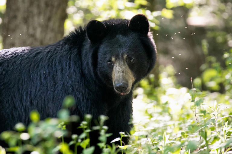 Black bear wanders into Tennessee woman's home to watch TV while she ...