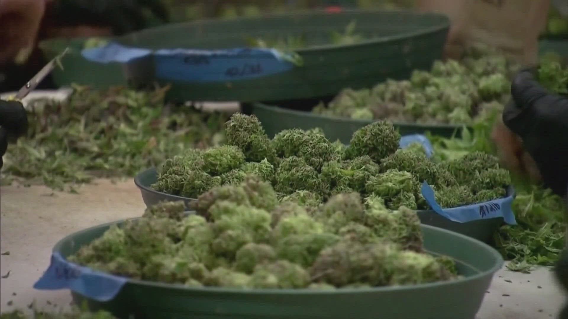 Idaho senators urge Trump administration to reconsider marijuana ...