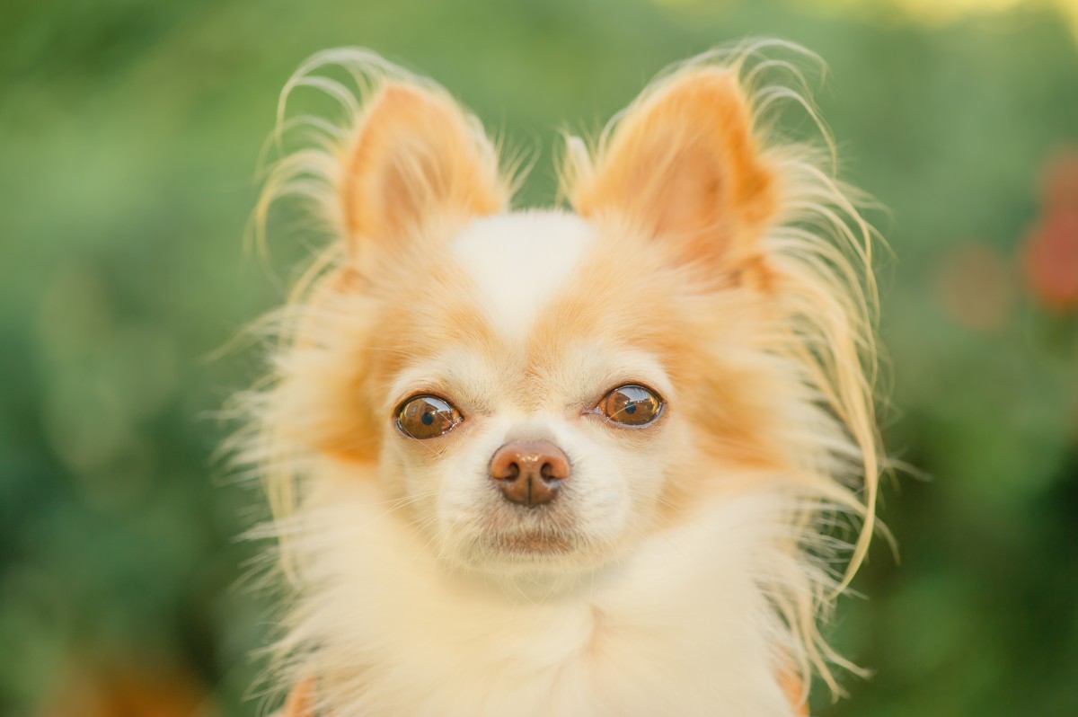 Tiny chihuahua prancing into Magic Kingdom like a princess is the ...