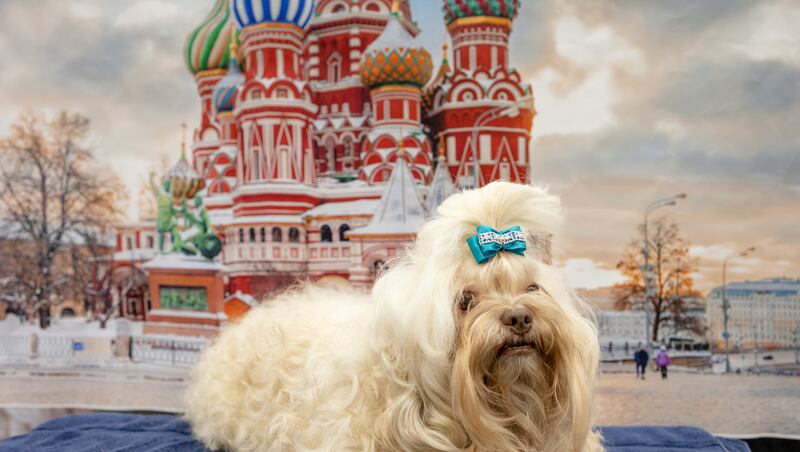 Meet the 3 new dog breeds recognized by the American Kennel Club