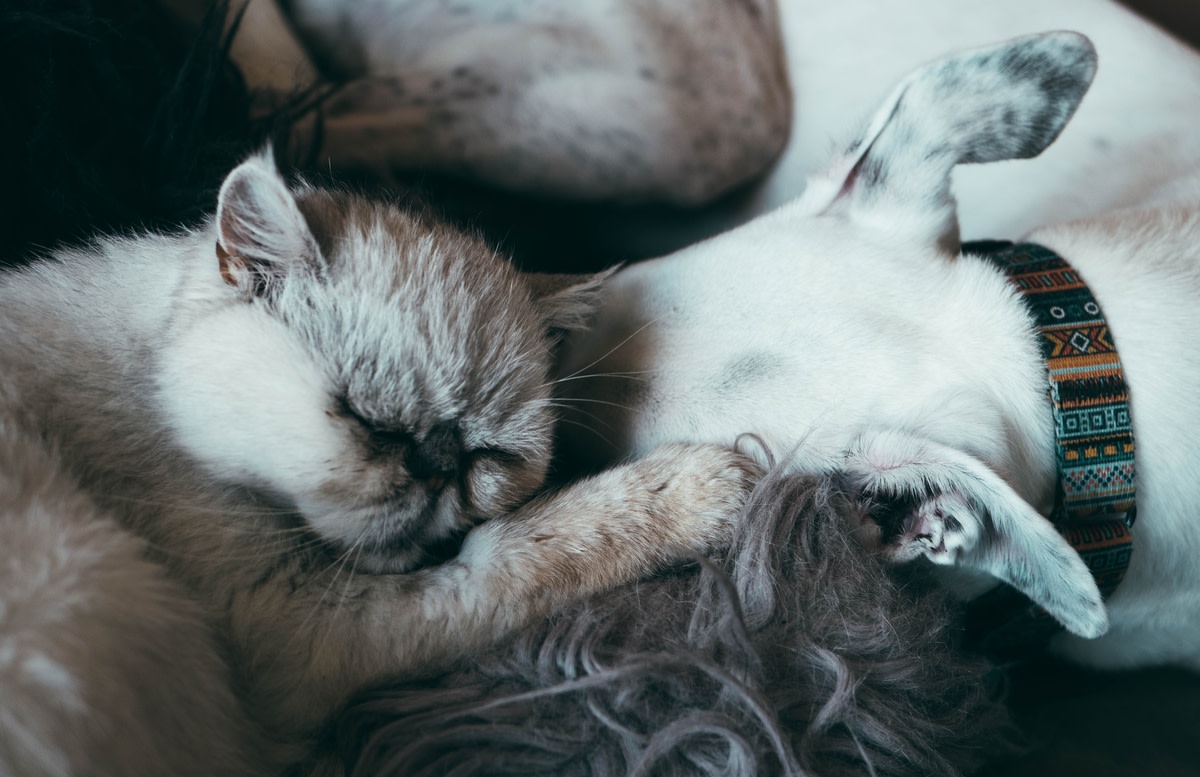 Dog steps in to groom 26-year-old cat who can't do it himself and we're ...
