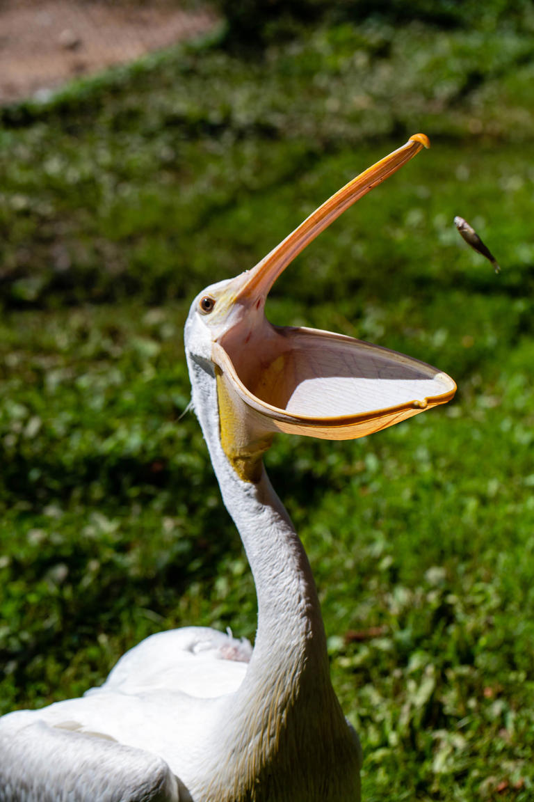 Wisconsin town rallies around pelican that mysteriously didn’t migrate