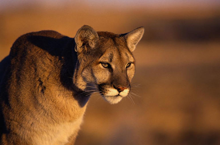 Woman 'killed by mountain lion' on popular American hiking trail