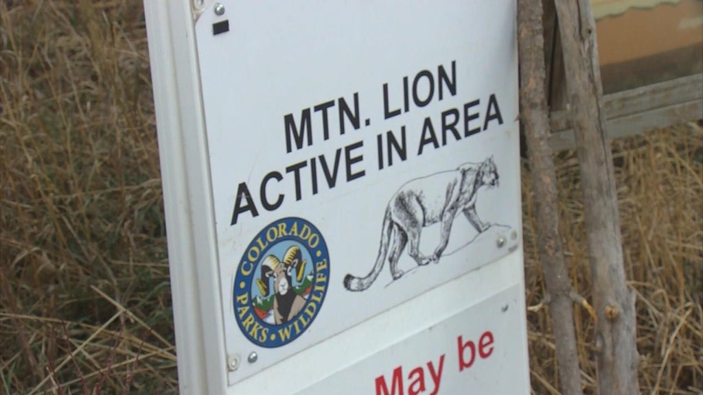Suspected mountain lion attack in Northern Colorado leaves woman dead ...