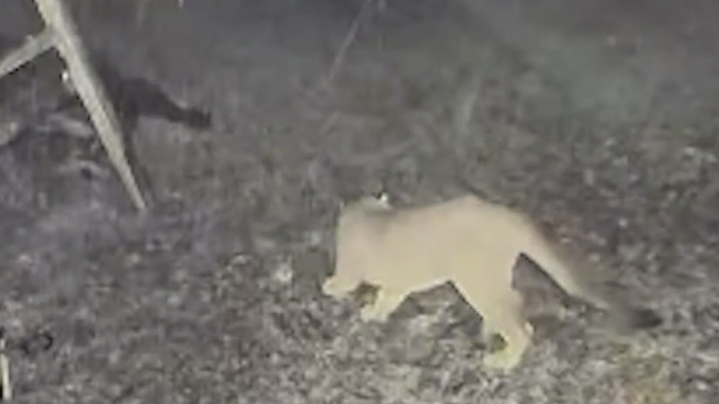Cougar puts Oregon City neighborhood on alert