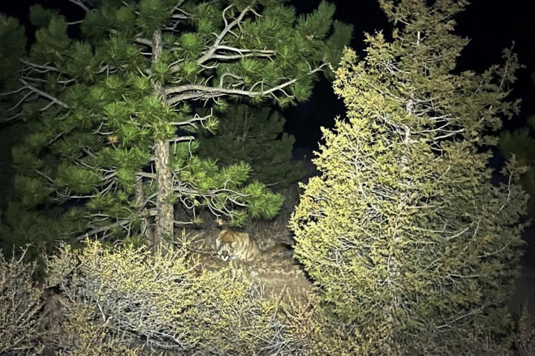 Man fought off a mountain lion weeks before a suspected fatal Colorado ...