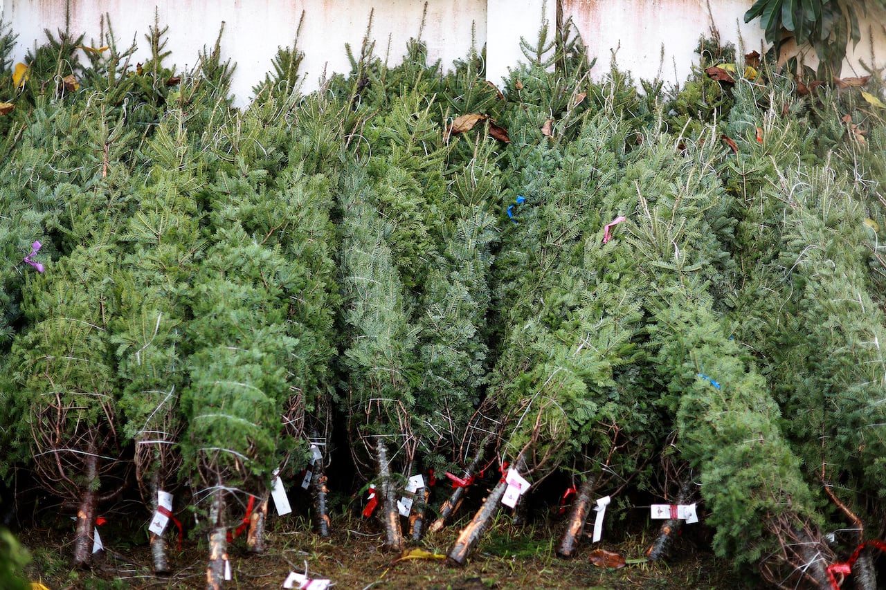 Taking down the Christmas tree? Here's where you can recycle it in ...