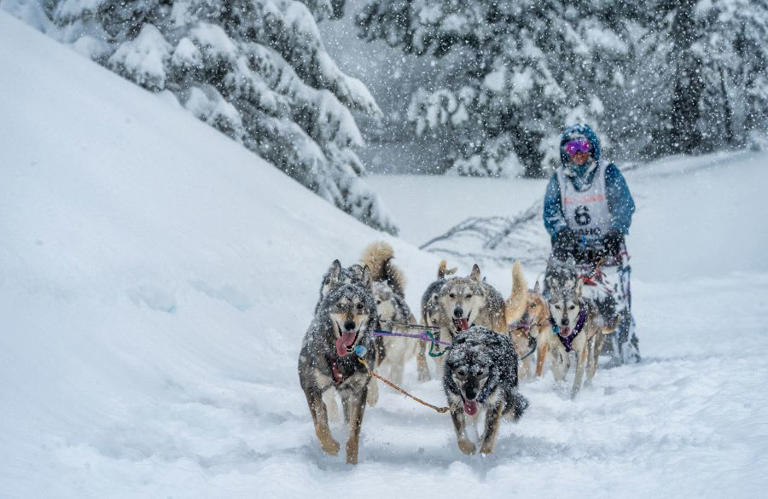 ‘Dismal snow levels’ lead to McCall’s Idaho Sled Dog Challenge being ...