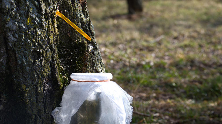 The astonishing amount of maple sap it takes to make a gallon of pure ...