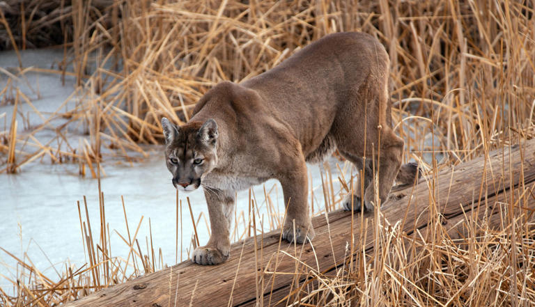 Woman killed in suspected mountain lion attack