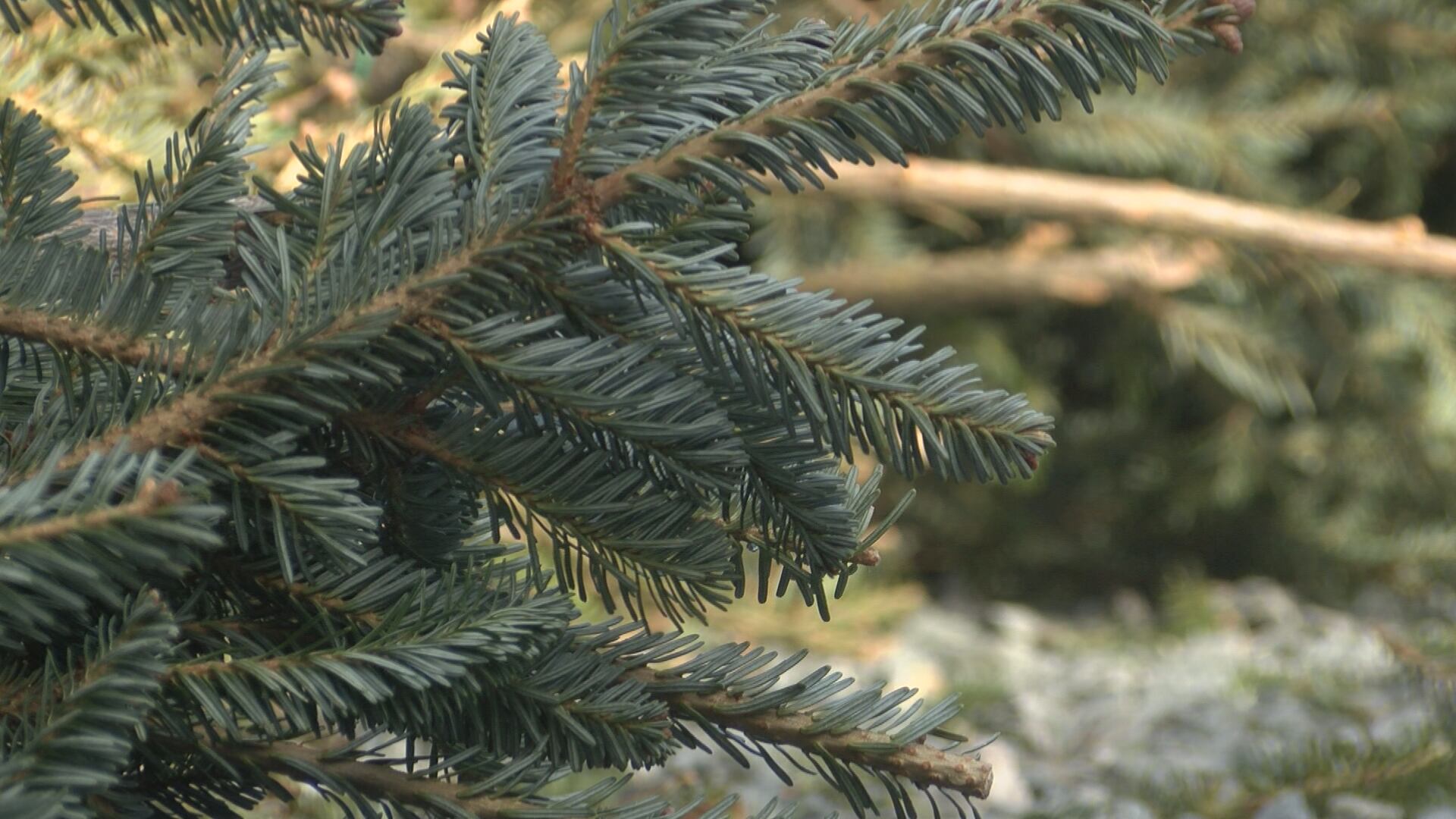 Surf City recycles Christmas trees to rebuild coastal dunes