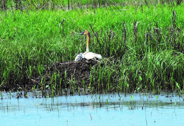 Conservation success story: Iowa’s trumpeter swan population continues ...