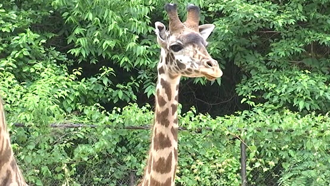 Giraffe born at Greenville Zoo dies in tragic accident in Toronto
