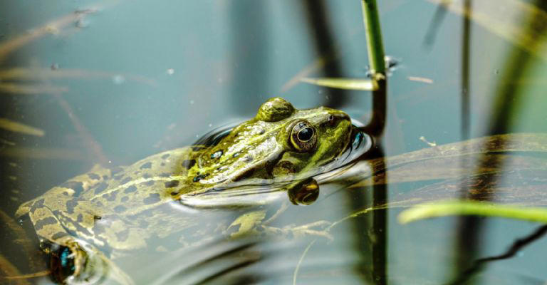 Encuentran más de 30 cadáveres en el pantano; ¿podría haber un asesino ...