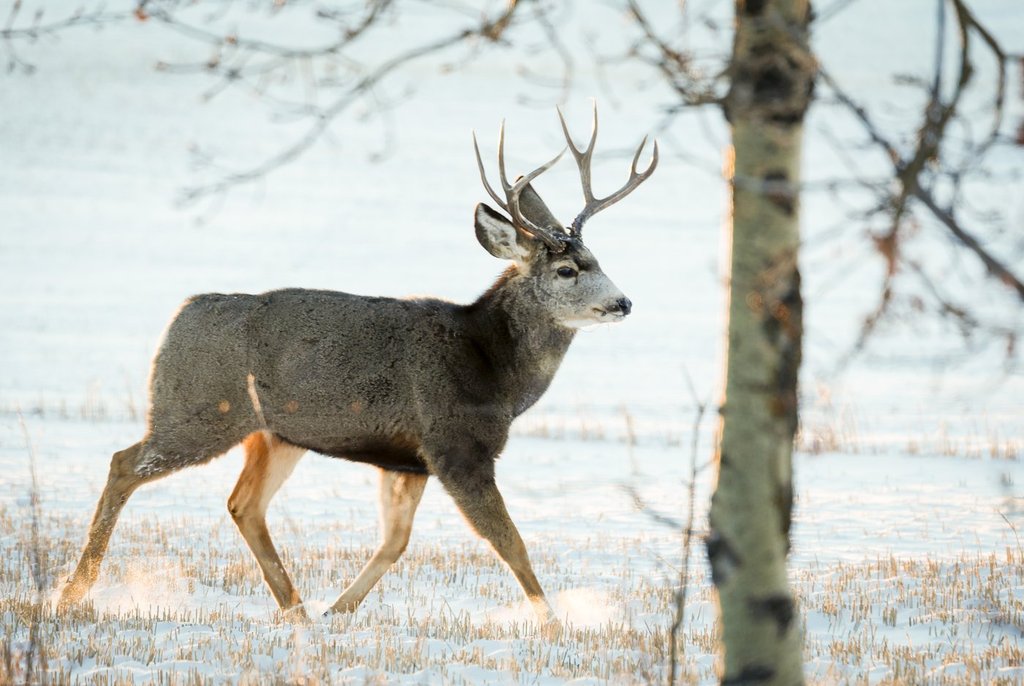 Special, rare deer hunt being held in Cranbrook to reduce chronic ...