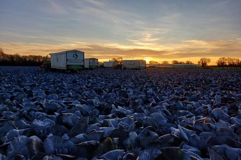 Lincolnshire farm says red cabbage is 'vegetable of the moment' as ...