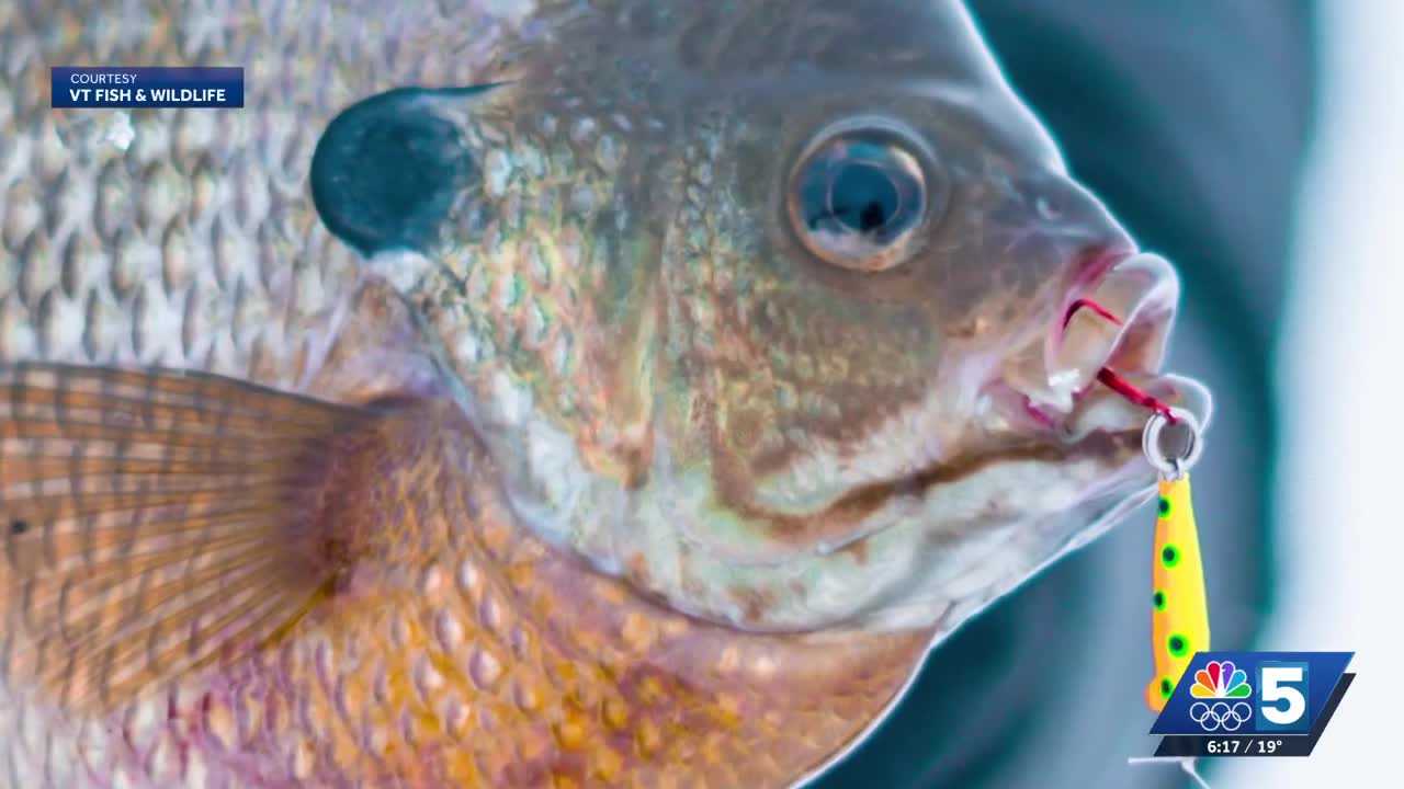 Anglers react to new Vermont fishing regulations