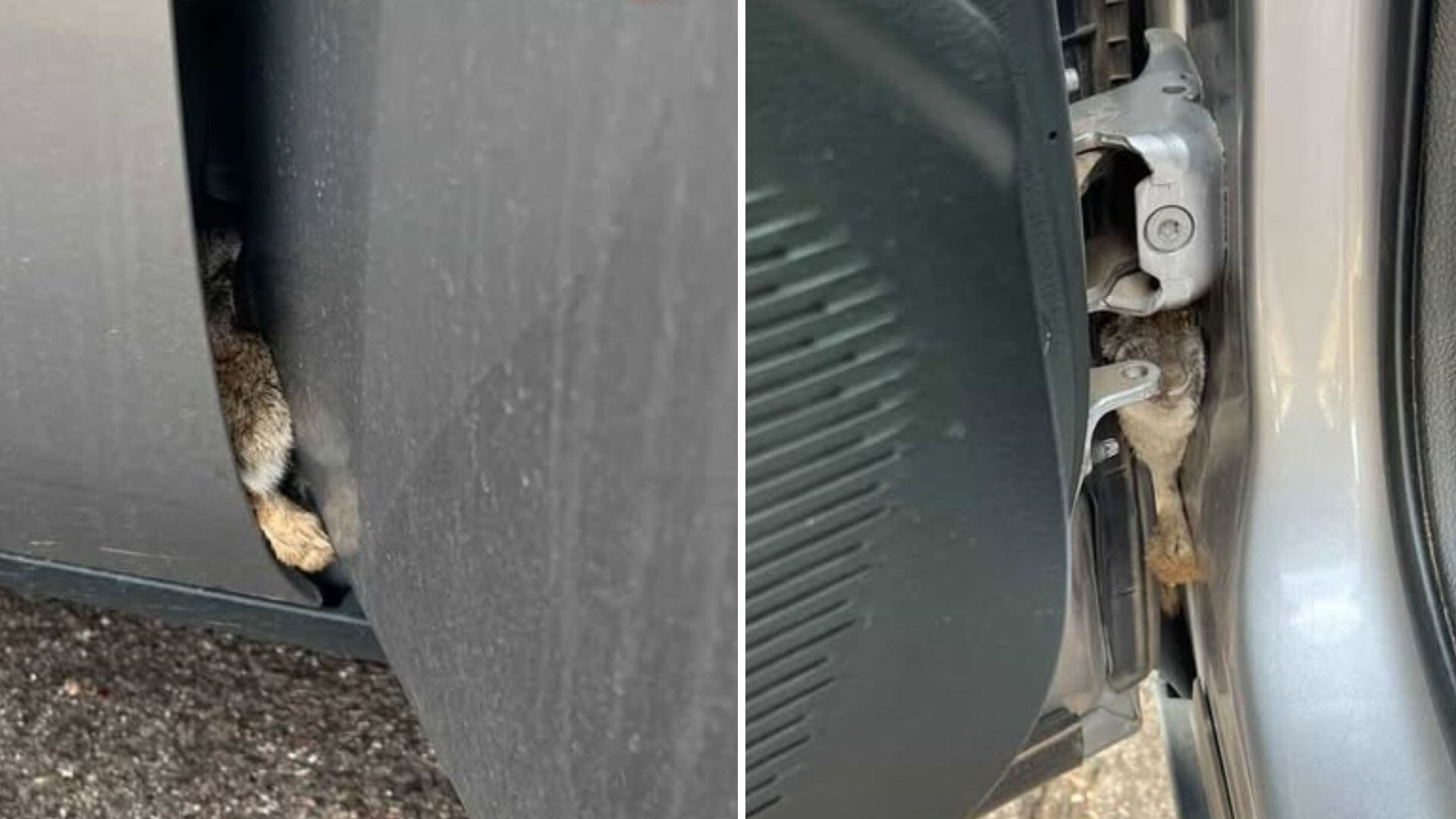 Gilbert park ranger hops into action to save bunny stuck in car door