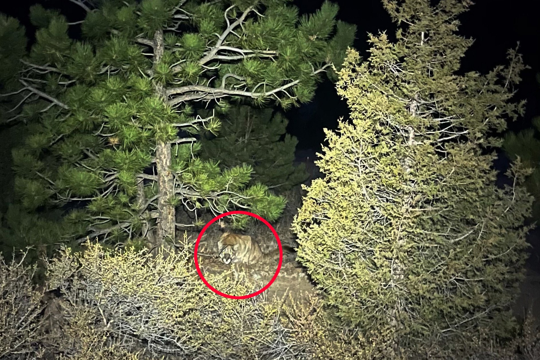 Woman killed in suspected mountain lion attack