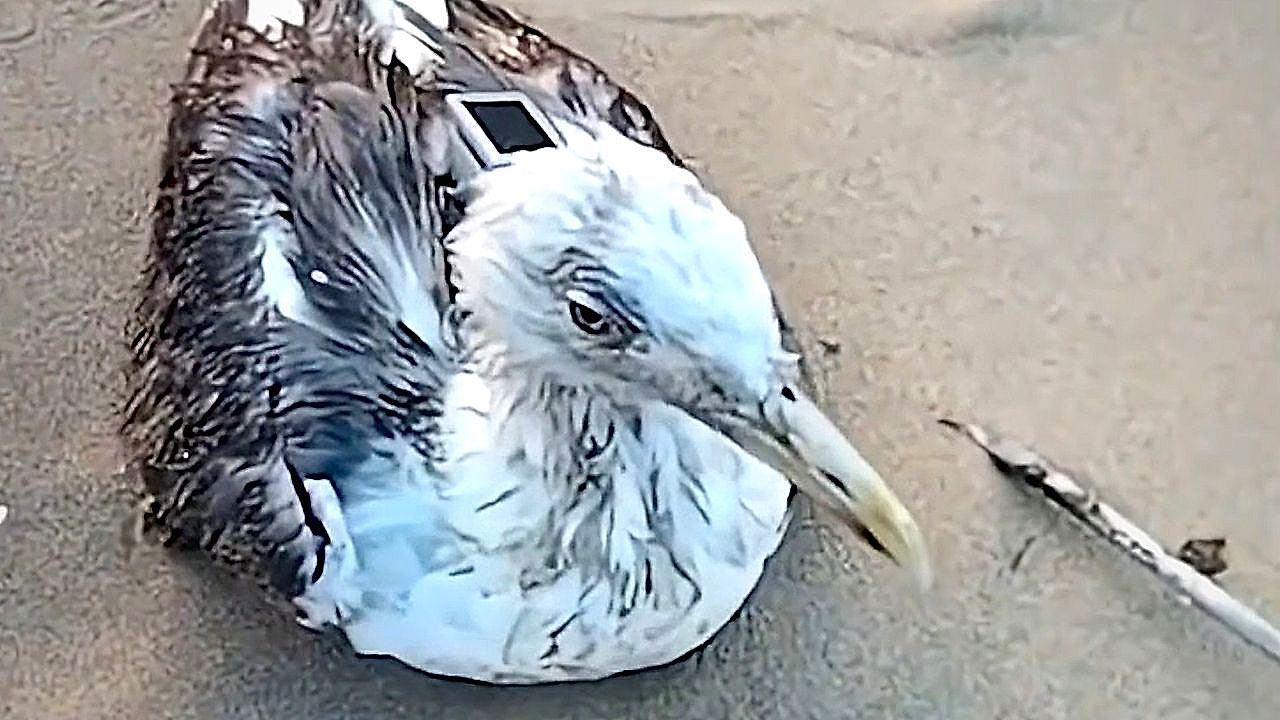 Cyborg seagull near naval base sparks alarm — then raises new questions