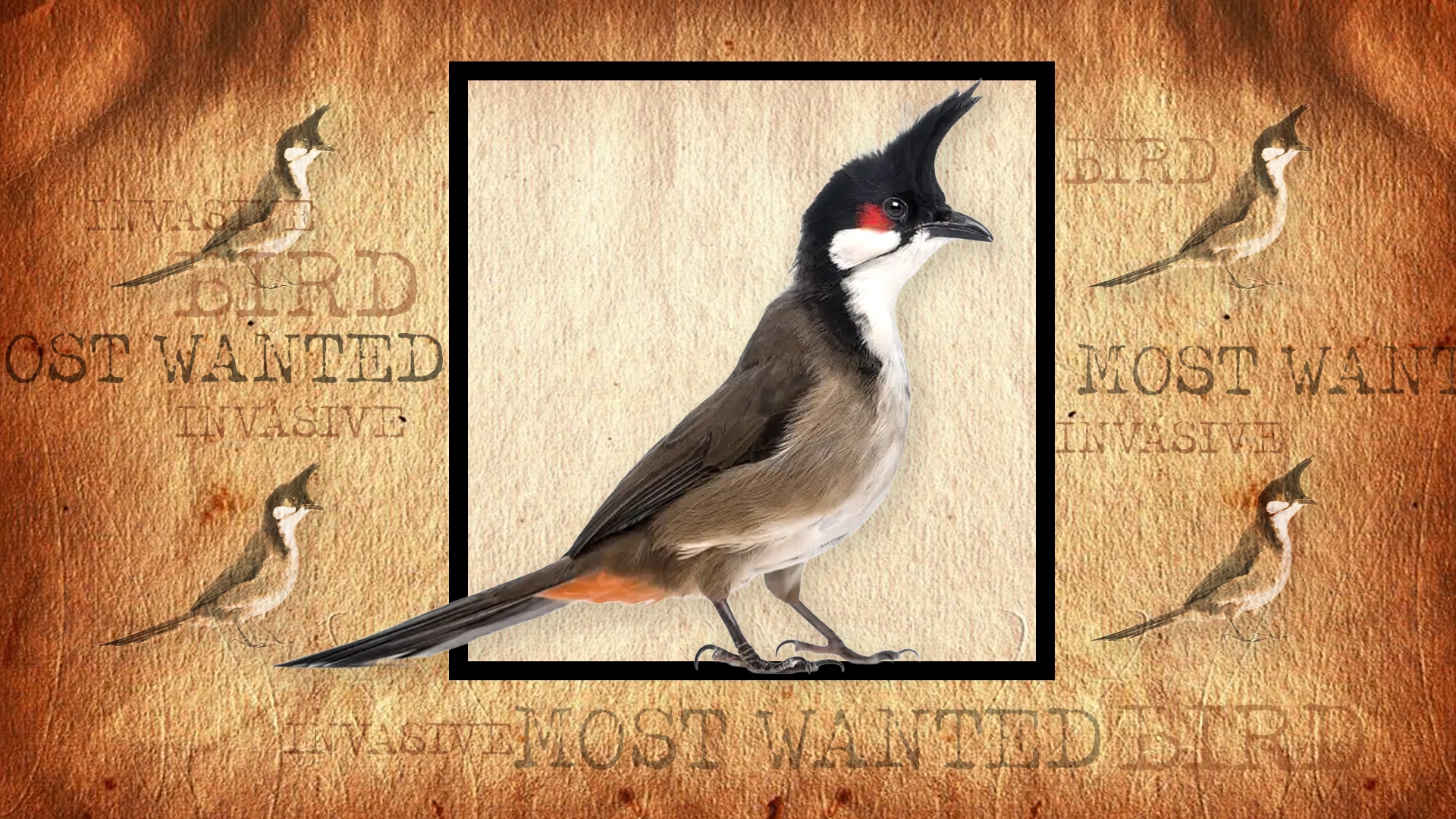 Hunt for escaped red-whiskered bulbul that has SA's fruitgrowers worried