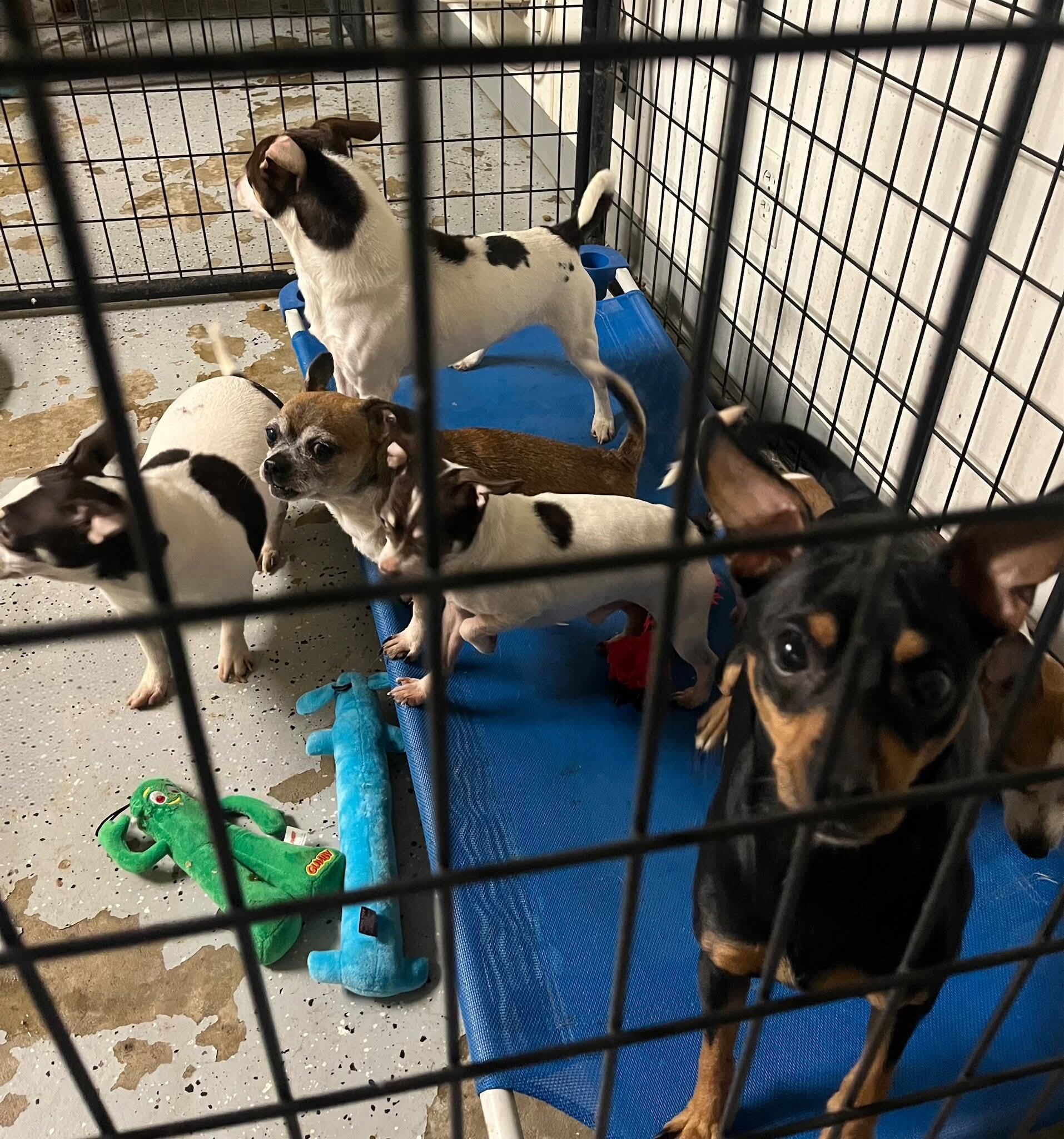 Heartland Humane Society overcrowded after dog rescue hoarding case