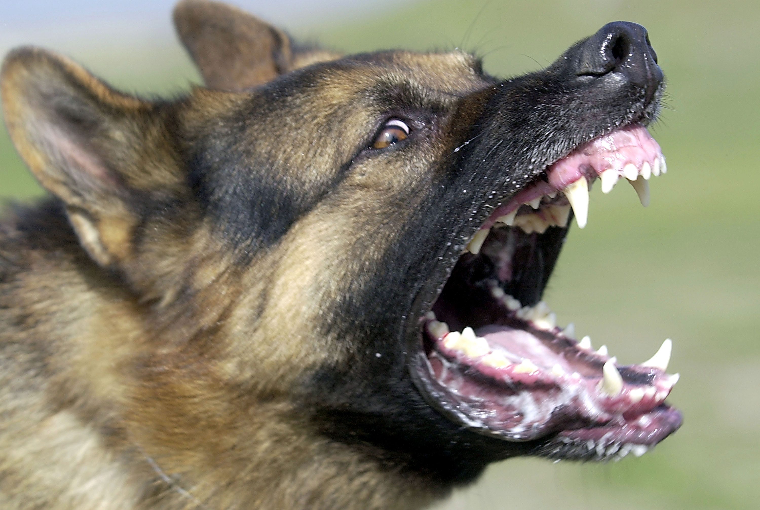 Authorities: Man arrested after siccing dog on Waukesha County deputy ...