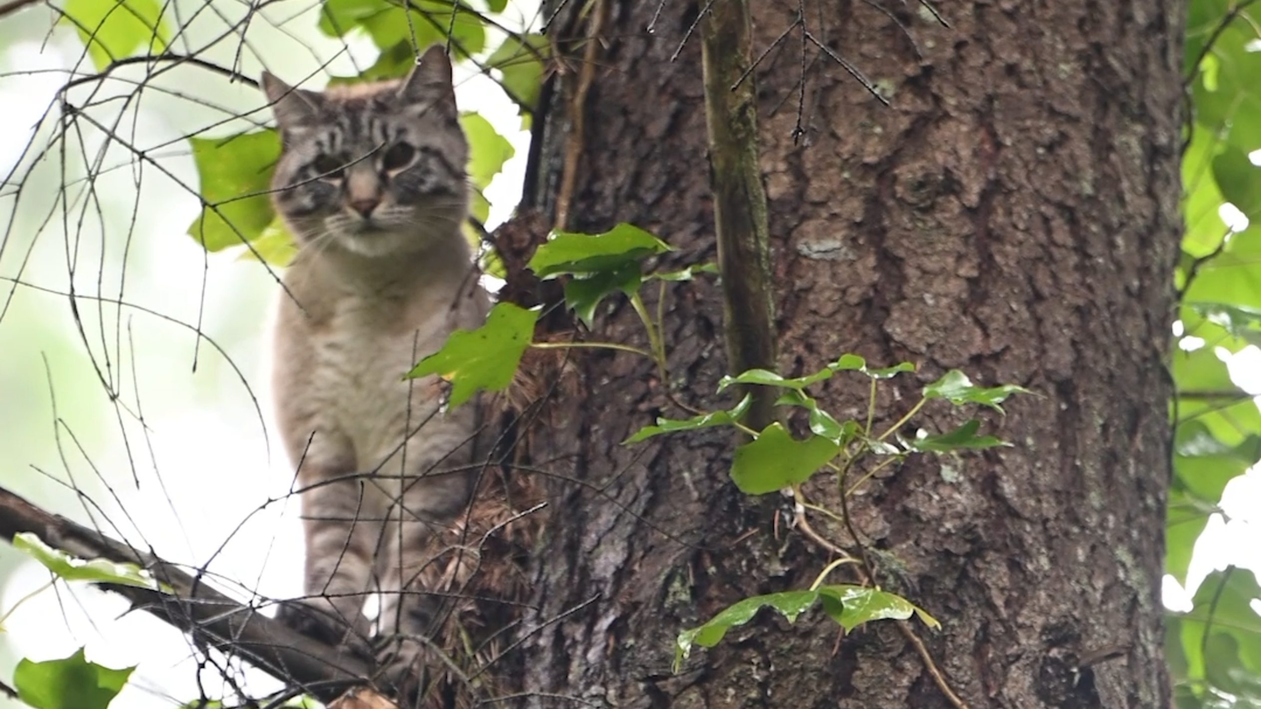 Pierce County feline lifesavers: Meet Canopy Cat Rescue
