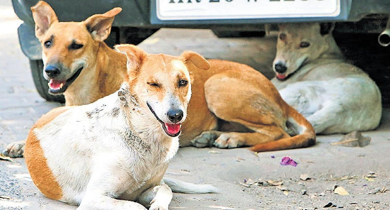 Animal welfare experts say ABC rules only legal way to control stray ...