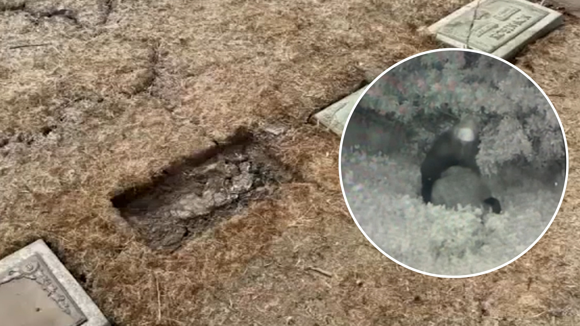 1,600 headstones, plaques stolen or damaged in repeat thefts at ...