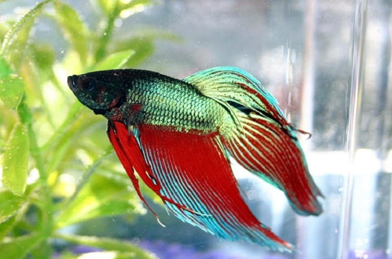 Cuidados del pez betta: guía completa para tenerlo sano, feliz y con ...