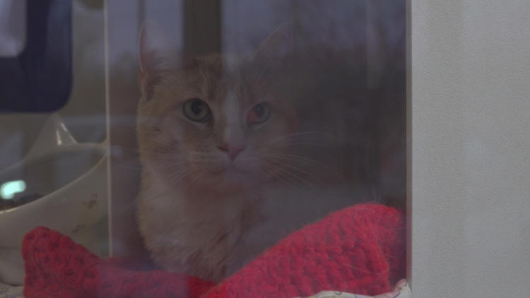 Iowa ARL sees record adoptions and rescues in 2025, WDM shelter sees ...