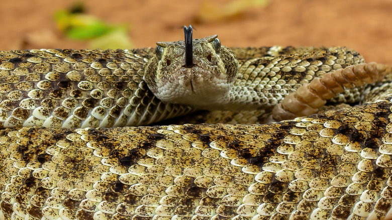 5 creatures to beware of when adventuring in the Arizona deserts