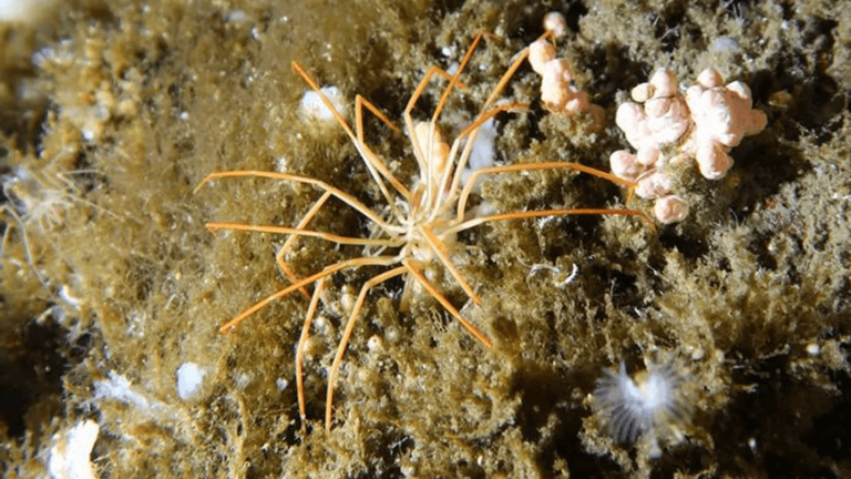 “We were so lucky to be able to see this”: 140-year mystery of how the ...