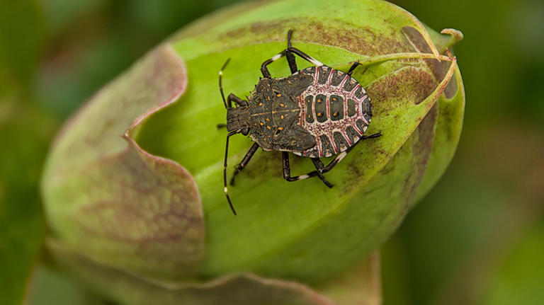 20 types of stink bugs you should know about (& how to keep them away)