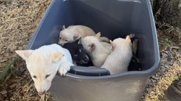 11 sick dogs dumped in park: 2 arrested and face dozens of felonies in ...