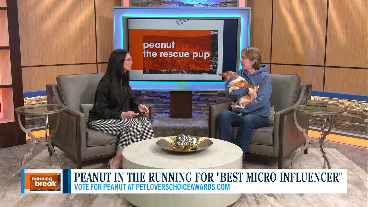 Local rescue dog in the running to be named best micro influencer