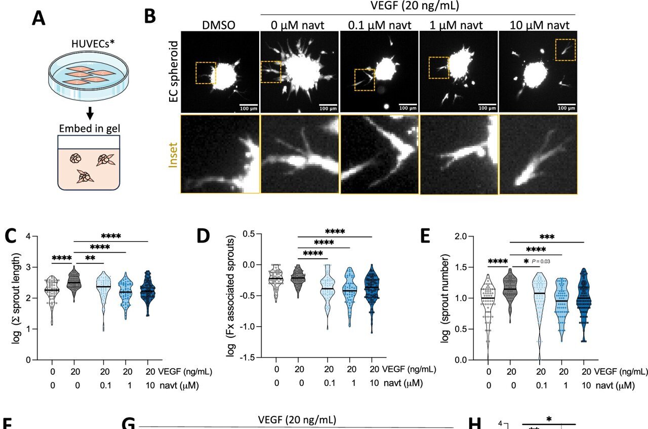How the 'guardian of the genome' impacts blood vessel growth