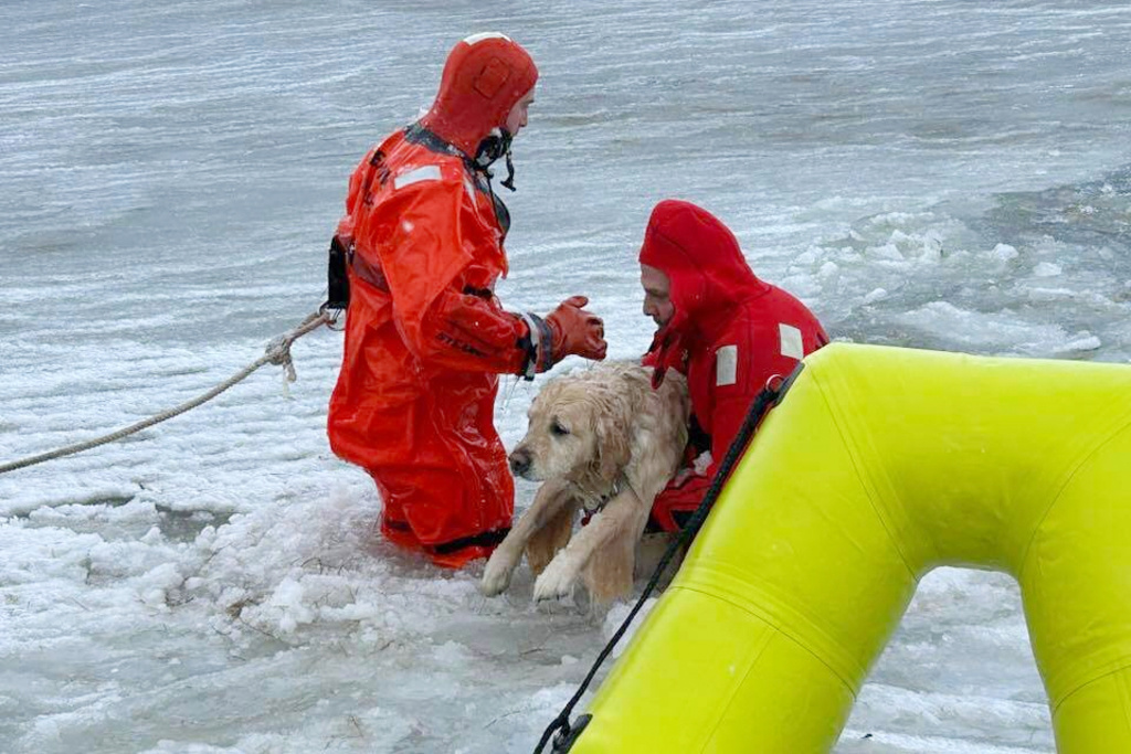 Rhode Island firefighters rescue a yellow Lab from an icy pond on New ...