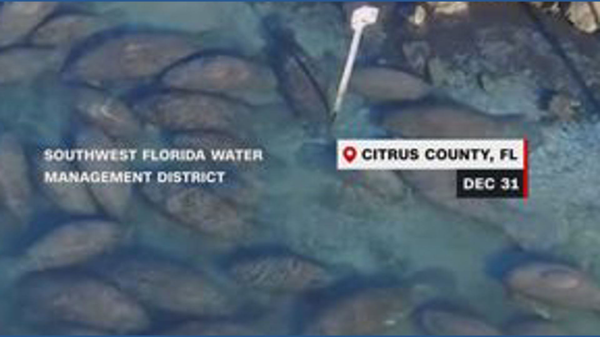 Hundreds of manatees cuddle up for warmth in Florida