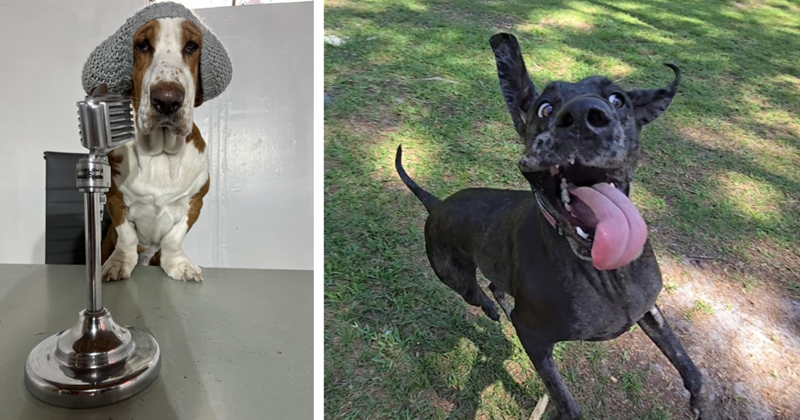 26 howlarious dog pics fur connoisseurs of canine calamity