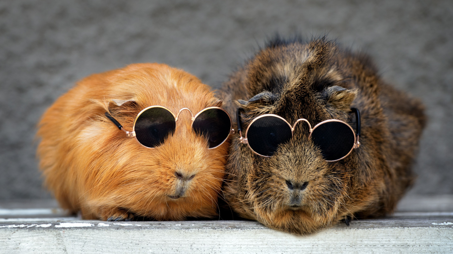 Things About Guinea Pigs No One Tells You About