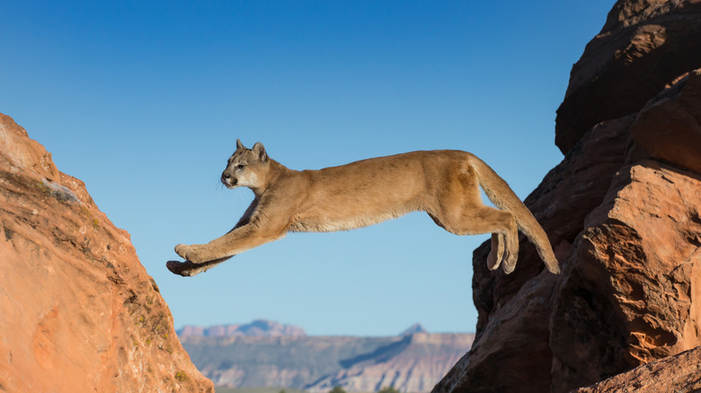5 creatures to beware of when adventuring in the Arizona deserts