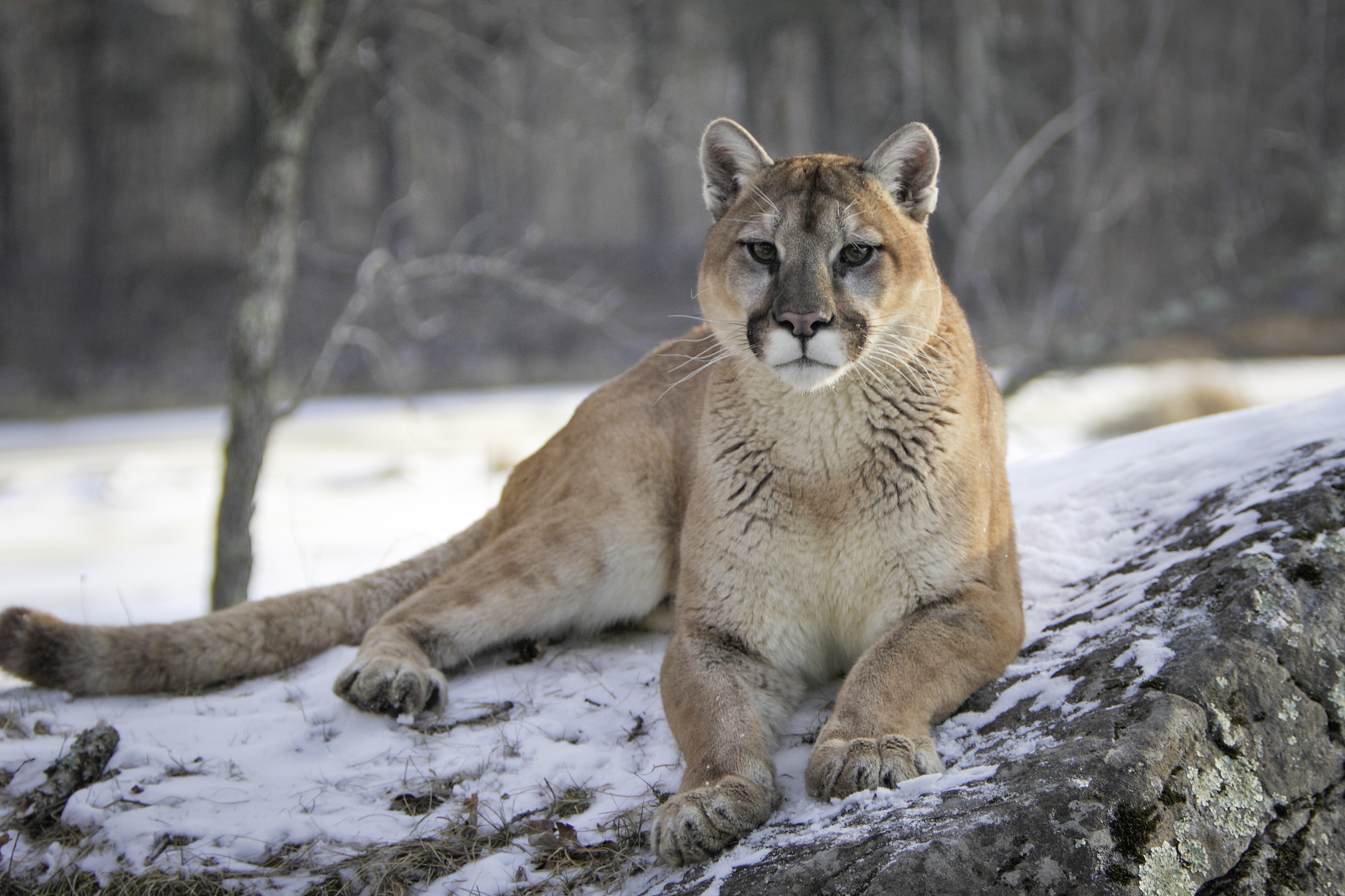 Woman dies in suspected mountain lion attack in Colorado