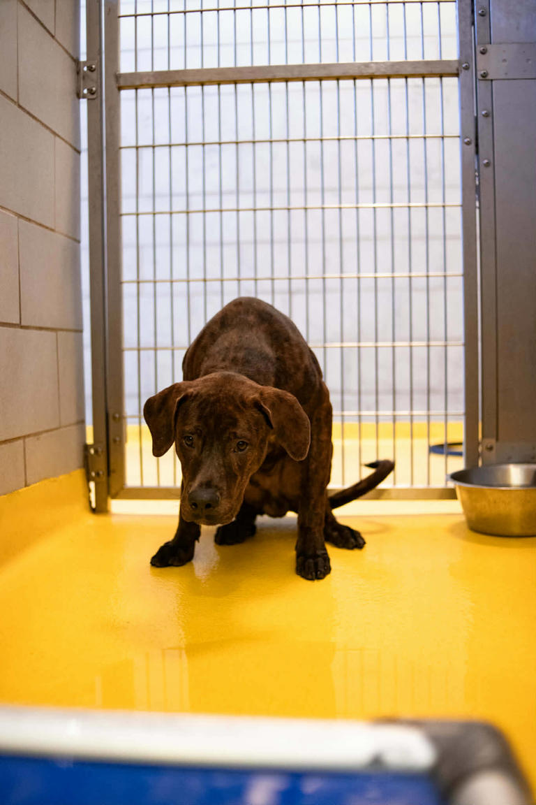 Photographer coaxes smile out of shelter 'underdog' who wouldn't leave ...