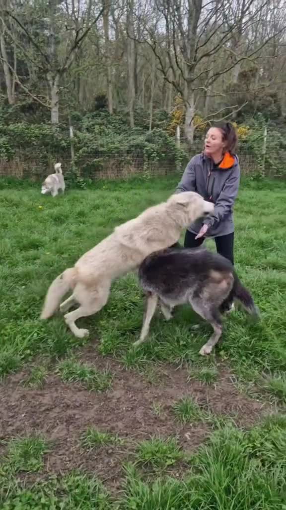 Excited pack playtime at the dog paddock