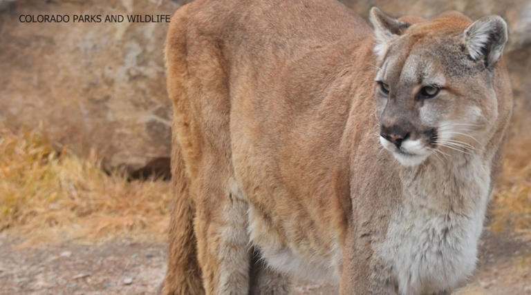 Following fatal mountain lion attack, experts advise how to protect ...
