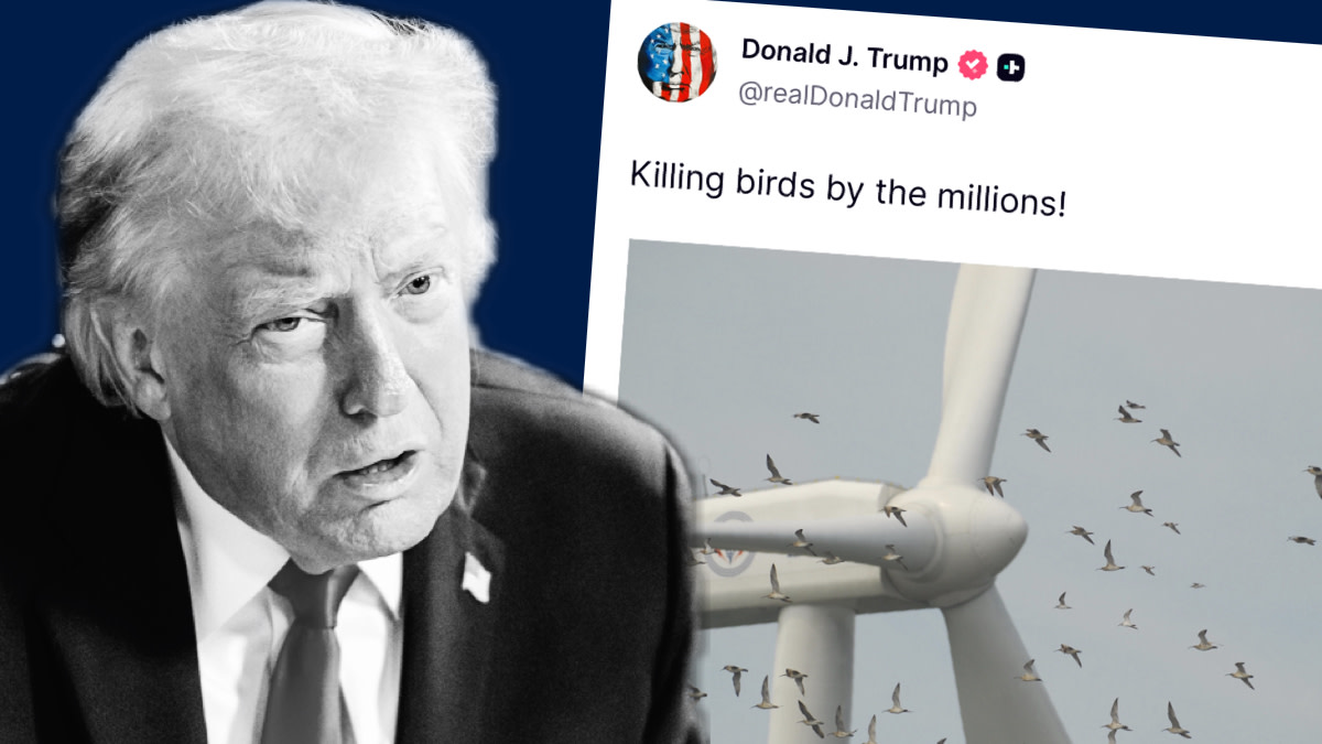 Trump amplifies more misleading images in wind turbine bird claims